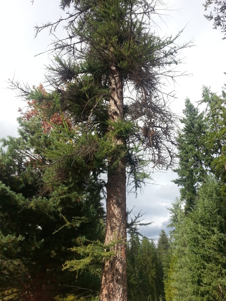 Larch Dwarf-mistletoe from Central Kootenay, CA-BC, CA on September 23 ...