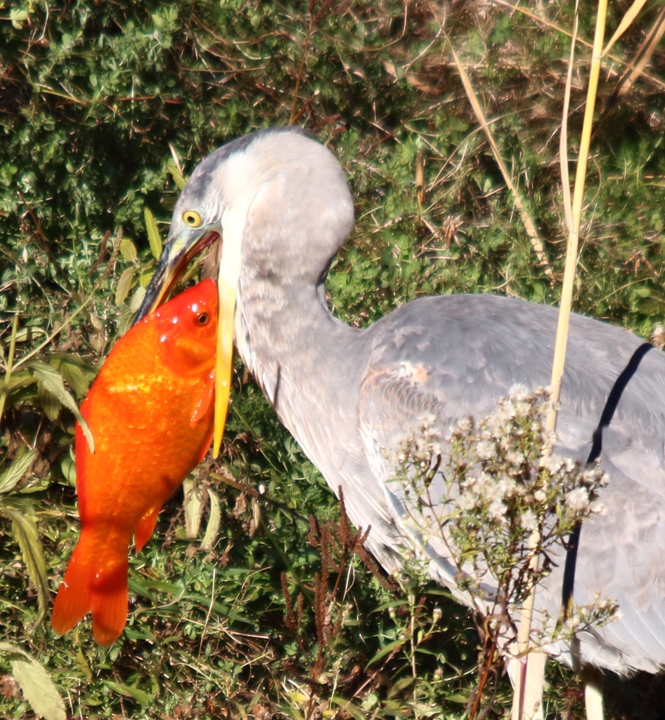 Goldfish from Greensborough, Markham, ON, Canada on October 25, 2015 by ...