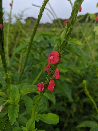 Red Porterweed (Stachytarpheta miniacea)