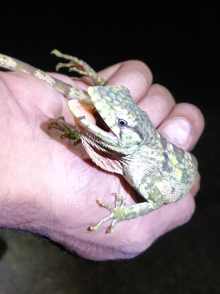 Audubon's Multicolored Lizard from Gasparillo, Trinidad and Tobago on ...