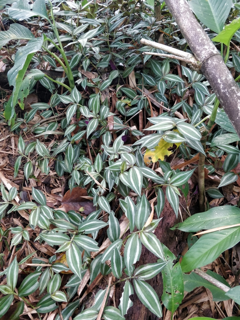 inchplant from Couva-Tabaquite-Talparo Regional Corporation, Trinidad ...