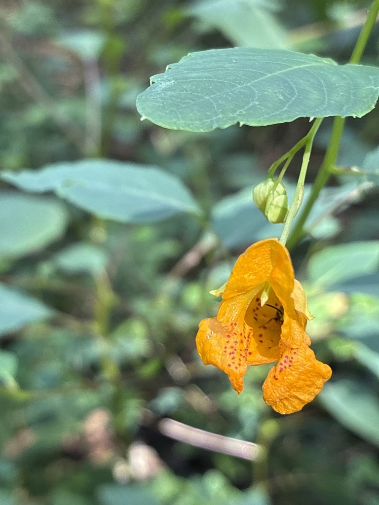 common jewelweed from Spicer Lake Nature Preserve Trails, New Carlisle ...