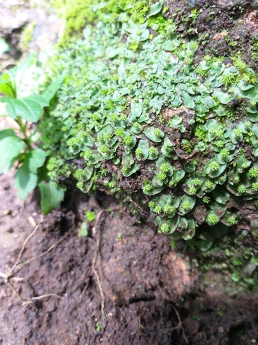 Asterella echinella · iNaturalist