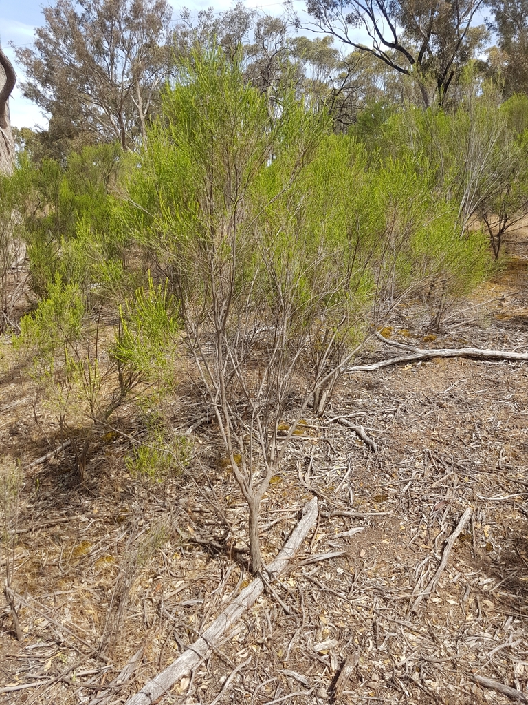 Sifton Bush from Barkers Creek VIC 3451, Australia on November 5, 2019 ...
