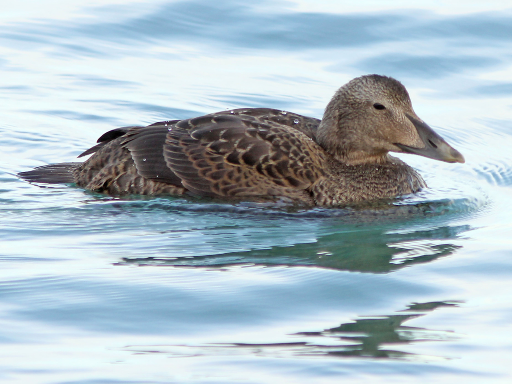 Northern Common Eider from Fifty Point Conservation Area, Hamilton ...