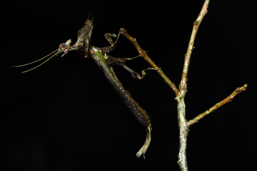 Brazilian Dragon Mantis from Estr. de Guapiaçu, s/n - Guapiaçu ...