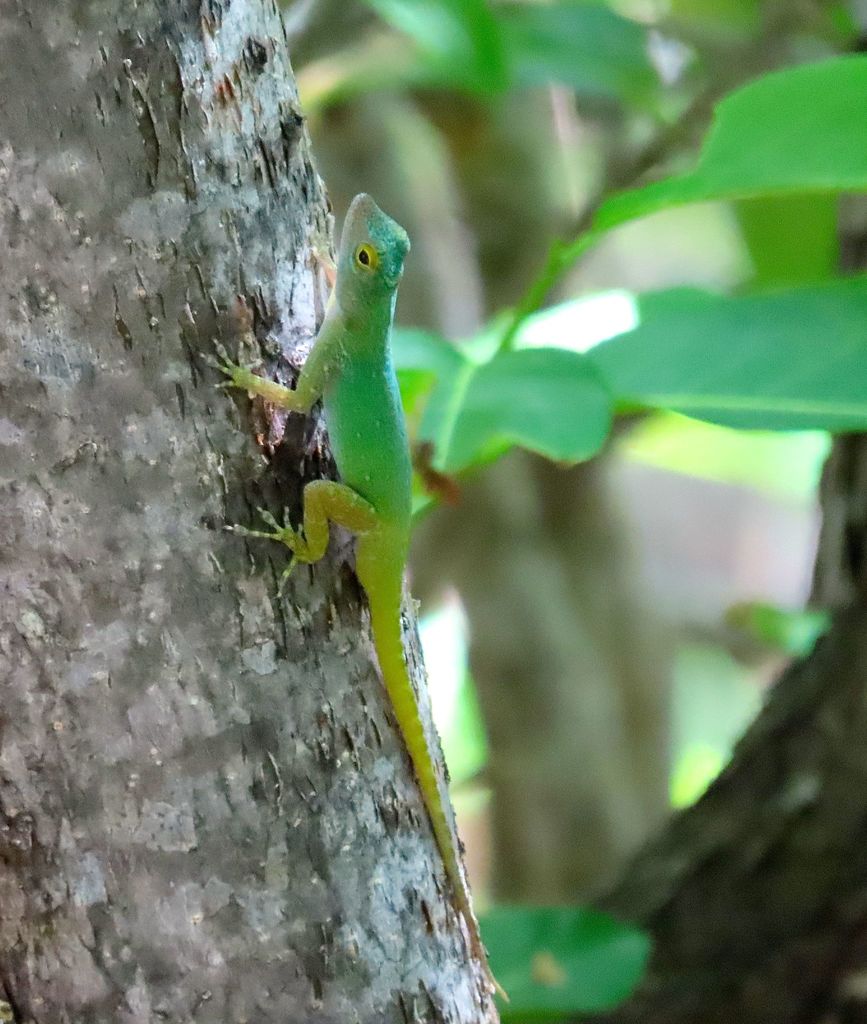 Green Bark Anole from Labadie, Haiti on October 24, 2018 by Kisa Weeman ...