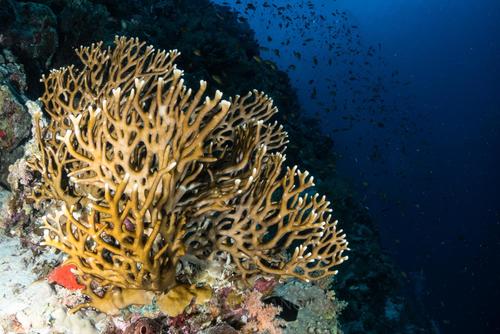 Net Fire Coral (Millepora dichotoma) · iNaturalist