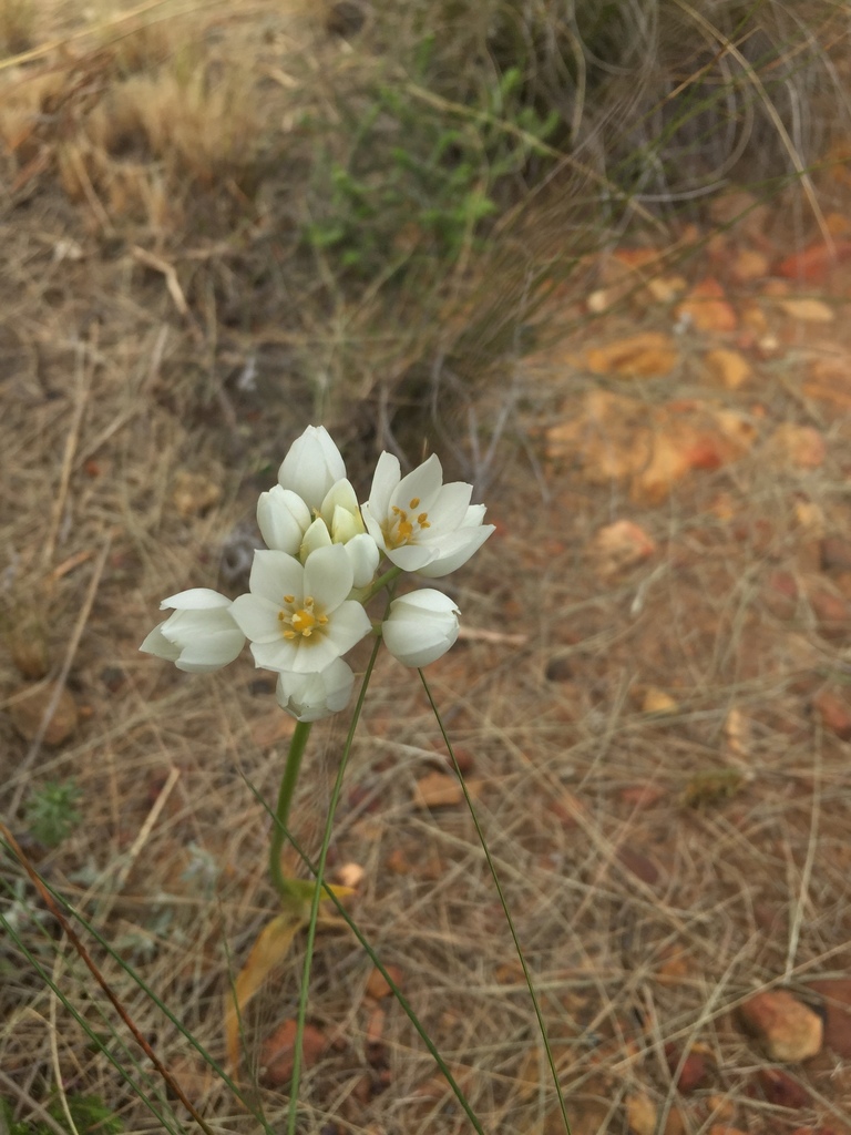 Chincherinchee from Table Mountain National Park, Cape Town, WC, ZA on ...