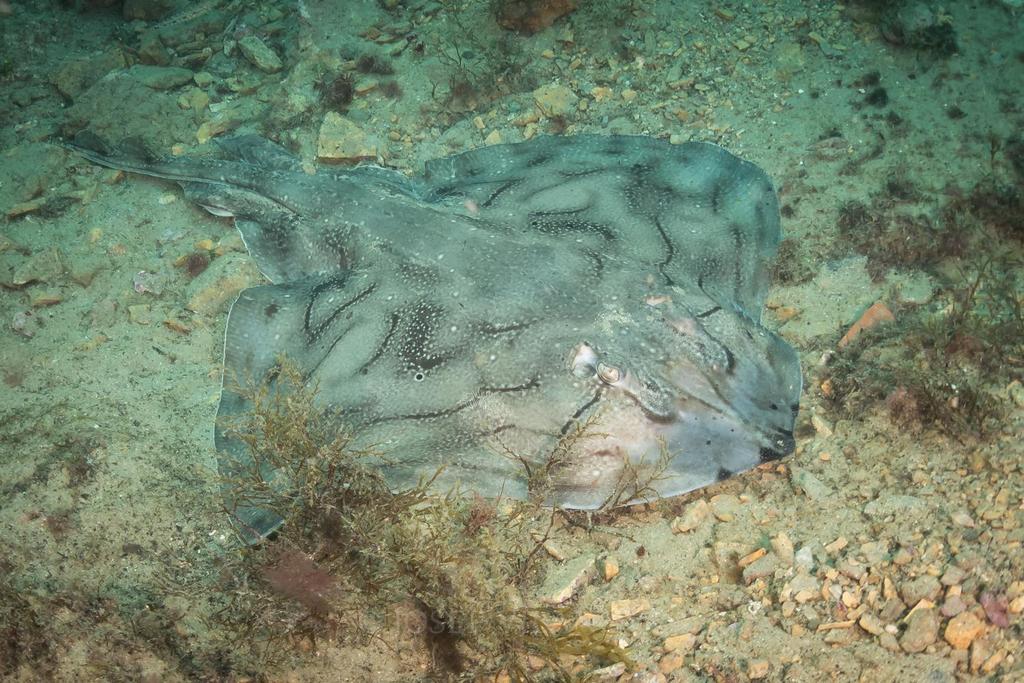 Undulate Skate in April 2018 by josepvilanova · iNaturalist