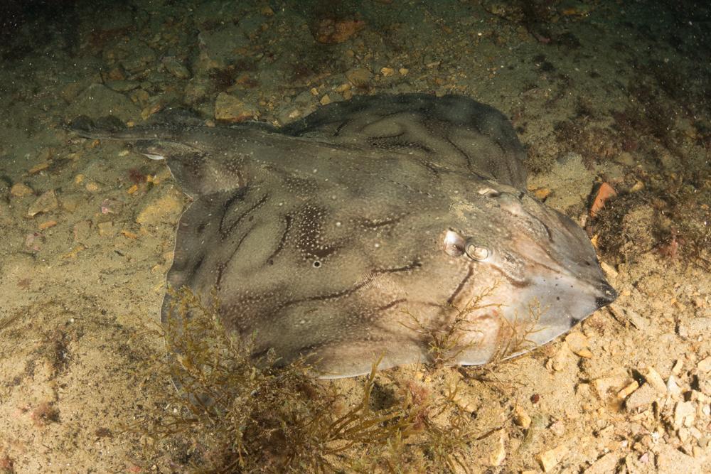 Undulate Skate in February 2018 by josepvilanova · iNaturalist