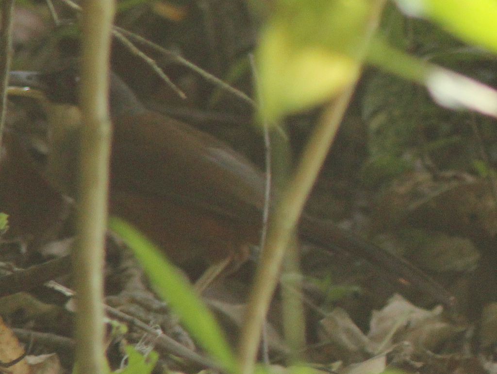 Wayanad Laughingthrush (Pterorhinus delesserti) - Avian Discovery