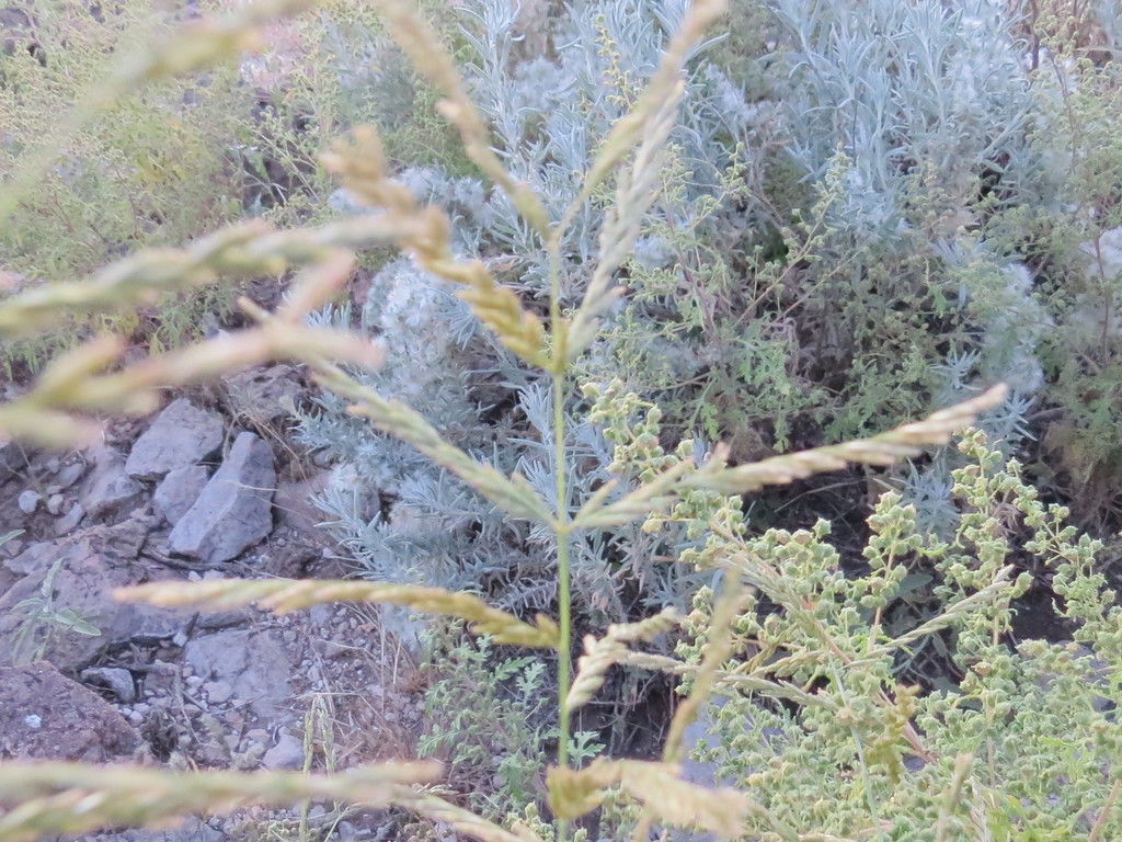 green sprangletop from rancho tres papalotes ADVC on October 23, 2019 ...