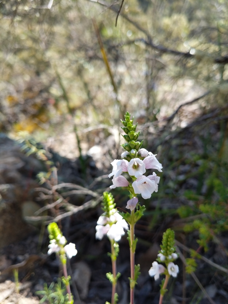 purple eyebright from Wee Jasper NSW 2582, Australia on October 20 ...