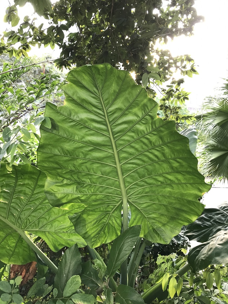 giant taro from Hong Kong Island, Causeway Bay, HK on November 06, 2019 ...
