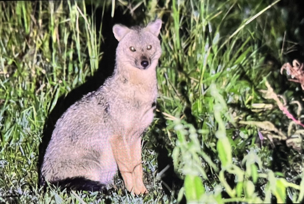 Side-striped Jackal from Parque nacional del Valle de Kidepo, Dodoth ...
