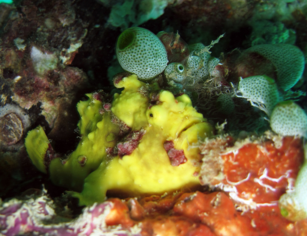 Warty Anglerfish in August 2011 by J.P. Lawrence. Warty Frogfish ...