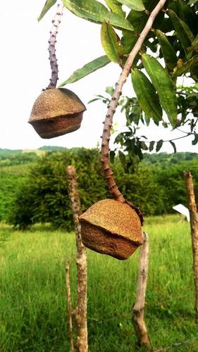 Lecythis minor (La taxonomía de las plantas medicinales en un ...