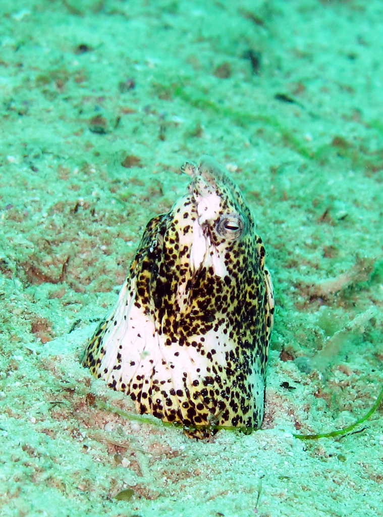 Marbled Snake Eel in August 2011 by J.P. Lawrence. Marbled Snake Eel ...