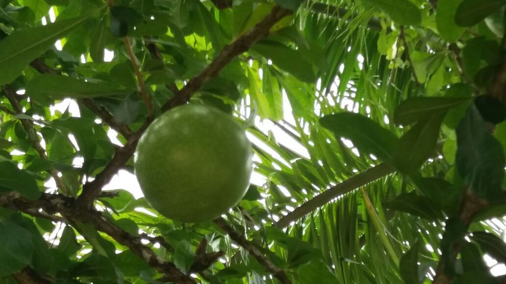 Tecomate (La taxonomía de las plantas medicinales en un ecosistema de ...