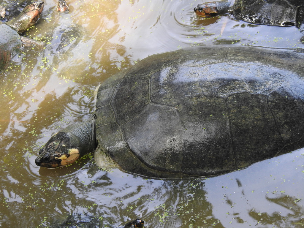 Giant Amazon River Turtle