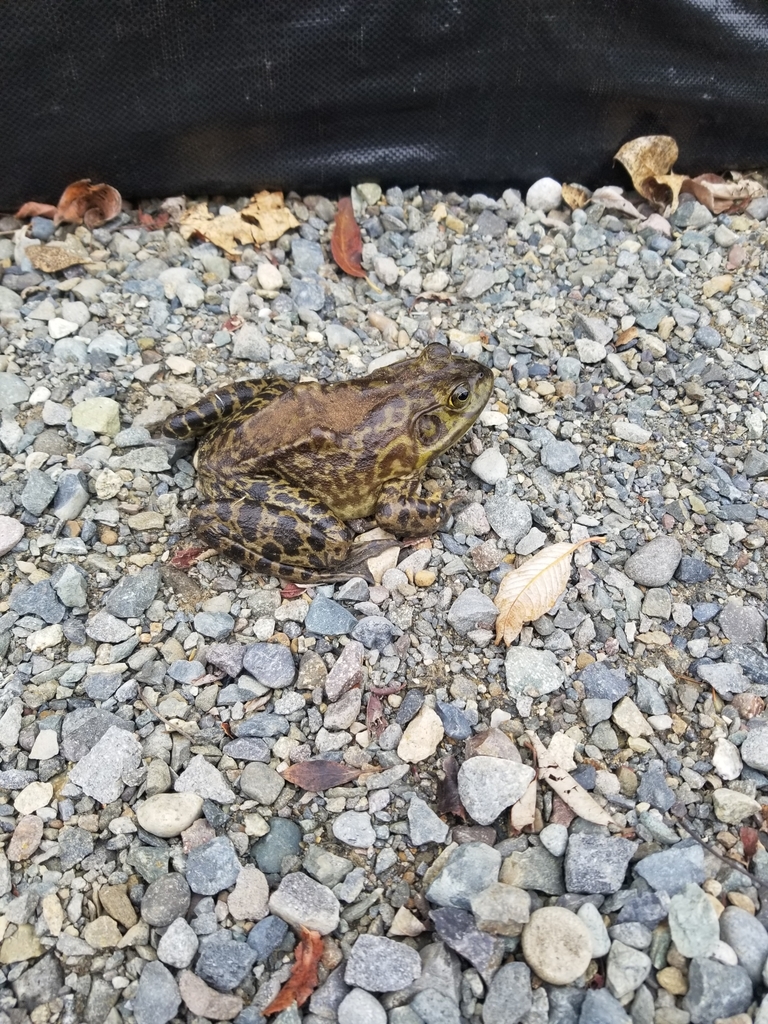 American Bullfrog from Lacey, WA 98503, USA on November 06, 2019 at 10: ...
