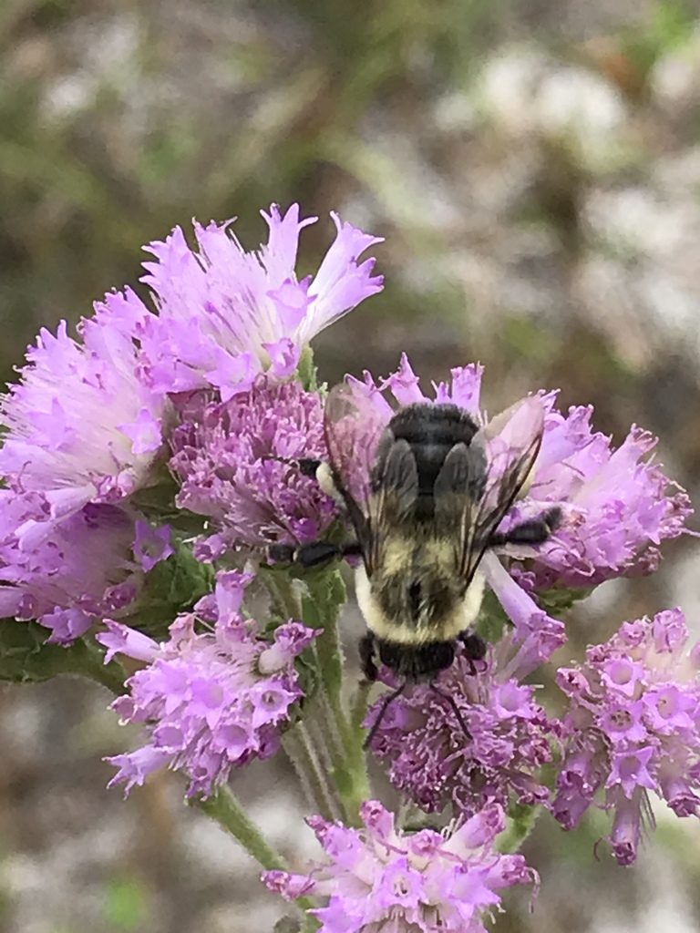 Common Eastern Bumble Bee from Garden Dr, Florahome, FL, US on October ...