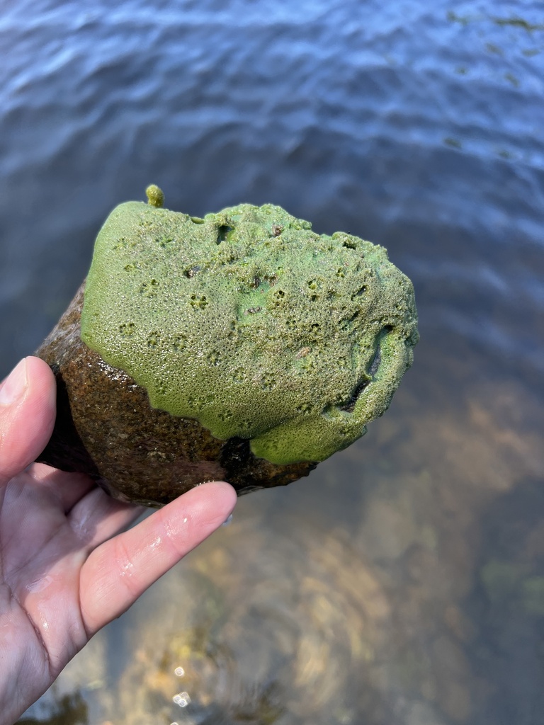 Freshwater sponges from Île Henry, Chichester, QC, CA on August 15 ...