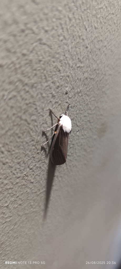 Clouded Tiger Moth from Admin Building, SMIMS, Upper Tadong, Tadong ...