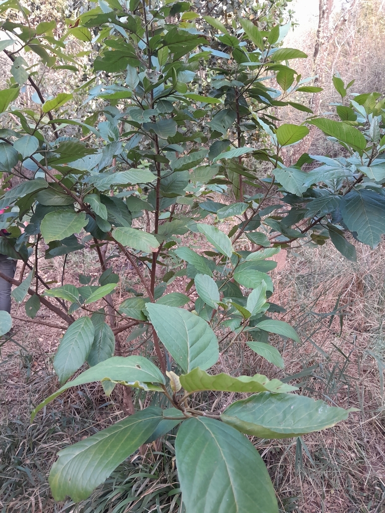 Common guava from Makhado Local Municipality, South Africa on August 25 ...
