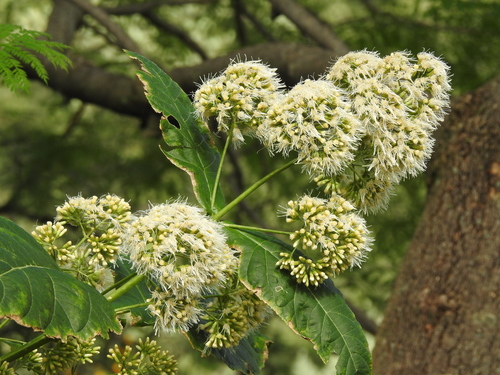 Tabaquillo (Critonia quadrangularis) · iNaturalist Mexico