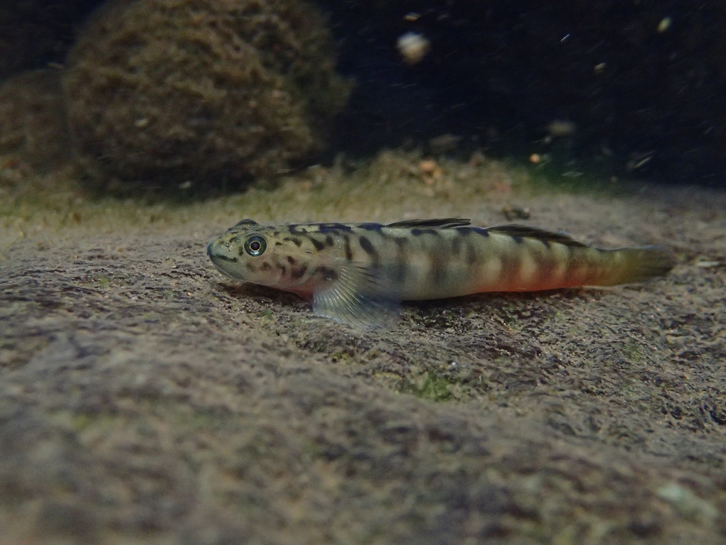 Hawaiian Freshwater Fish Freshwater Fish