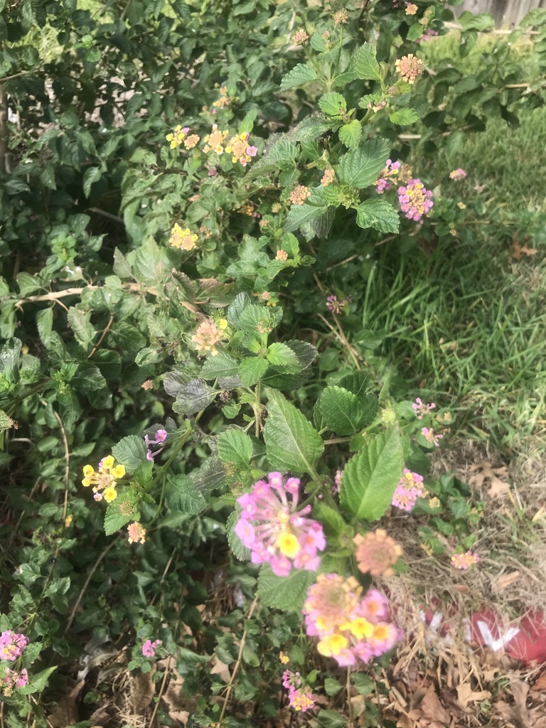 lantanas in November 2019 by texas_indigo. Seen on my morning walk ...