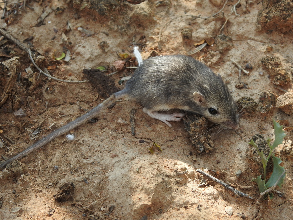 Nelson's Pocket Mouse from Mazapil, Zac., México on November 7, 2019 at ...