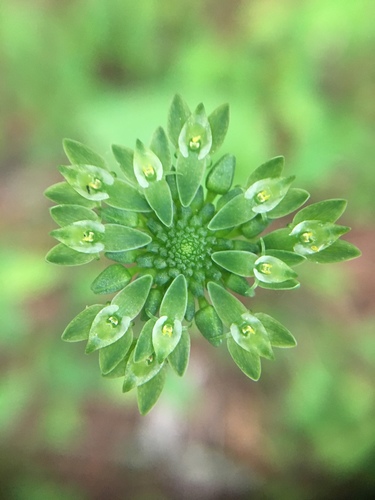 Malaxis triangularis · iNaturalist