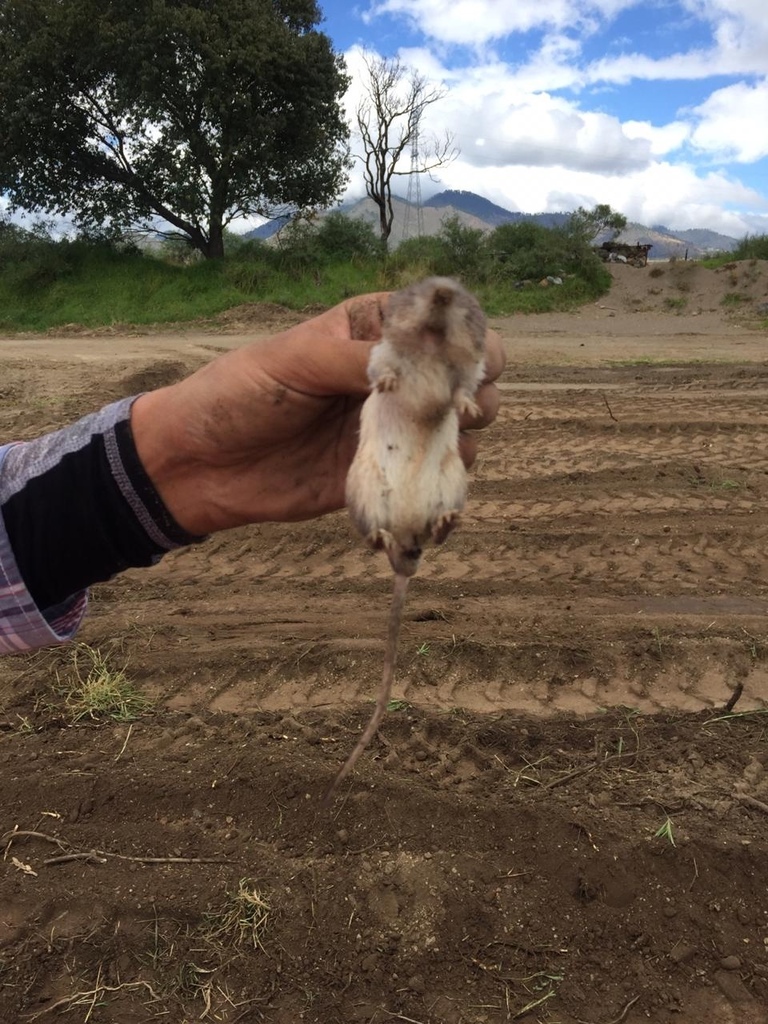 Mexican Spiny Pocket Mouse from Cuyoaco, PUE, MX on November 7, 2019 at ...