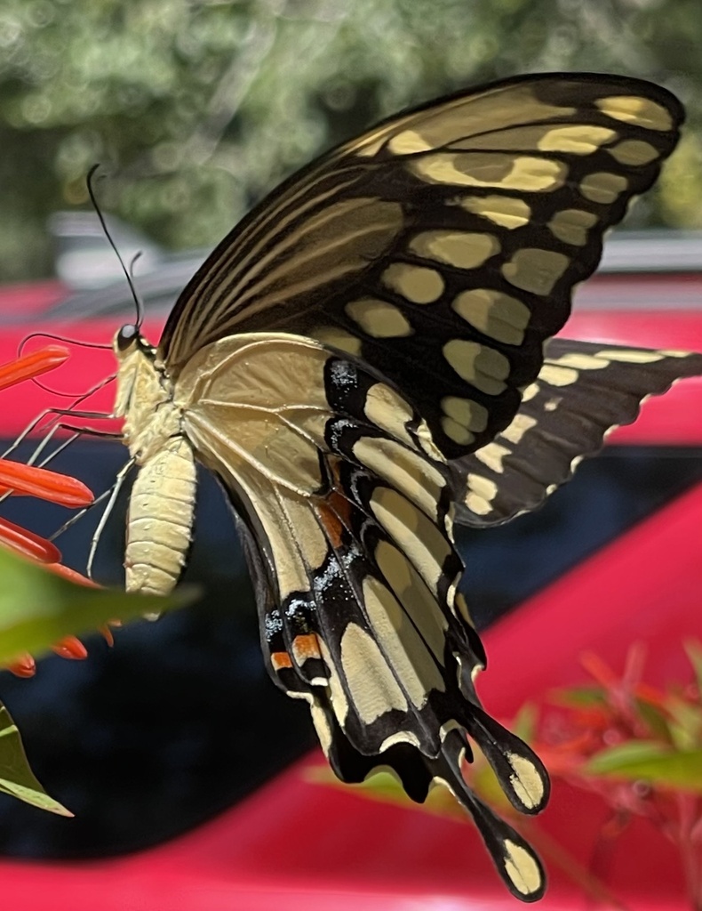 Eastern Giant Swallowtail from 198th Trace, O Brien, FL, US on August ...