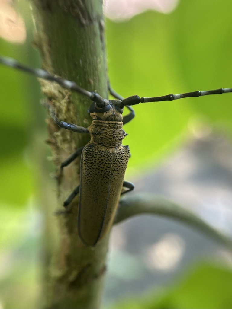 Apriona rugicollis from 西溪, 杭州市, 浙江省, CN on August 28, 2025 at 12:23 PM ...
