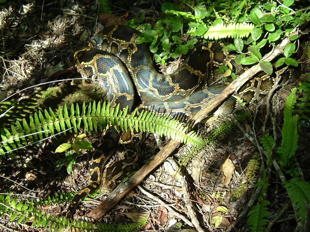 Burmese Python from Miami-Dade County, FL, USA on February 7, 2007 at ...