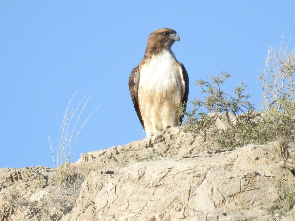 Red-tailed Hawk from Cuatro Ciénegas, Coahuila, Mexico on October 28 ...