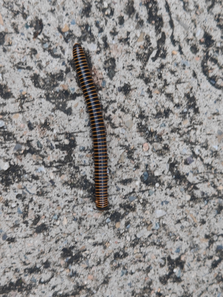 Spirobolus bungii from 北京市海淀区天澄湖 on August 29, 2025 at 07:22 AM by 樂行 ...