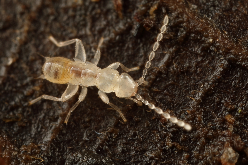 Angel Insects from Metropolitan District of Quito, Ecuador on January ...