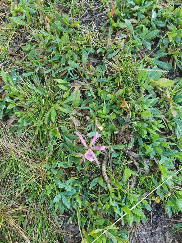Alpine Clover from Plateau de Beille, 09310 Albiès, France on August 29 ...