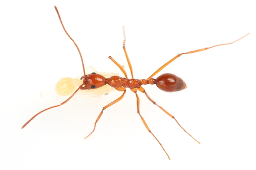 Complex Megalomyrmex leoninus · iNaturalist