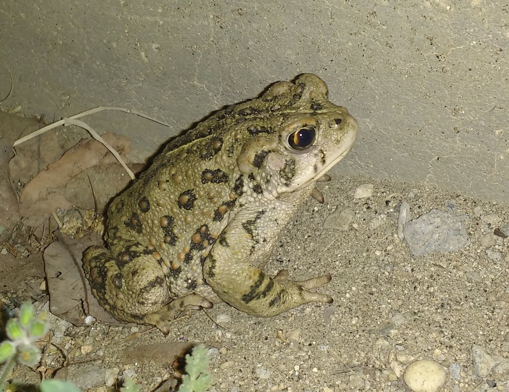 Western Toad on April 26, 2017 at 08:52 PM by Graham Montgomery ...