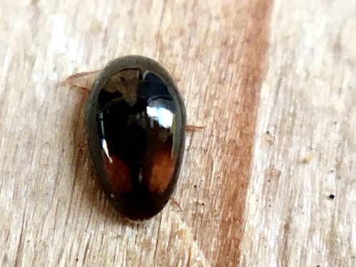 Olibrus bicolor · iNaturalist