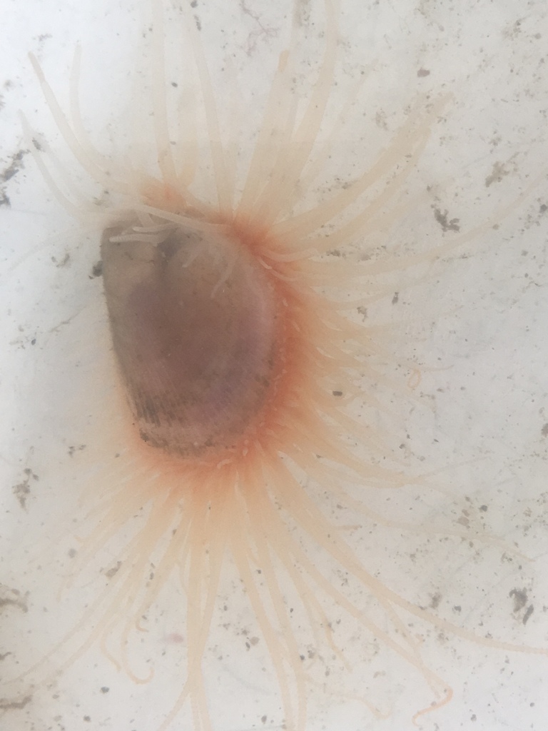 Limaria orientalis from Great Bay, , TAS, AU on November 5, 2019 at 12:32 PM by mdcwoodbridge ...