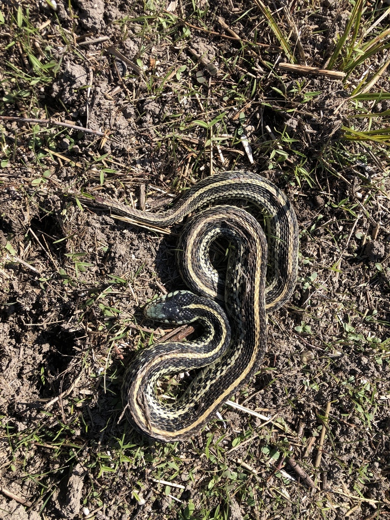 Common Garter Snake in November 2019 by Mary Applecrumbles · iNaturalist