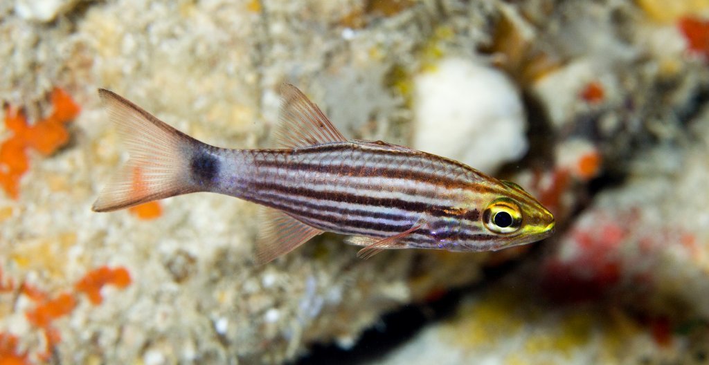 Wolf Cardinalfish from Thundercliff Cave dive site, Christmas Island on ...