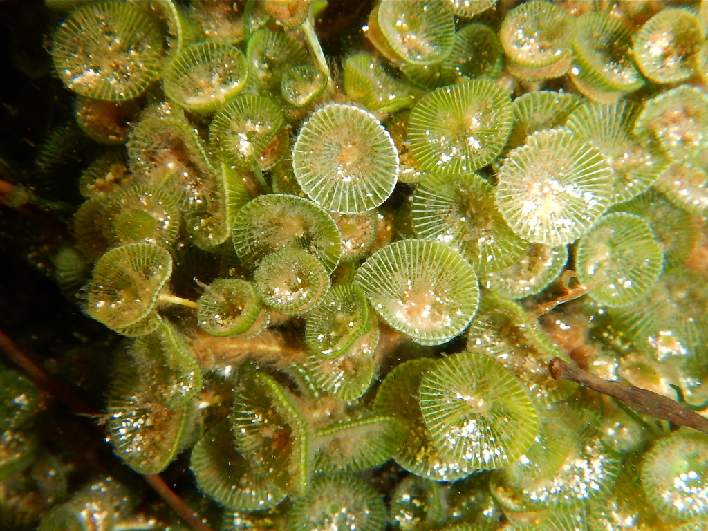 Acetabularia farlowii from Monroe County, FL, USA on July 14, 2014 at ...